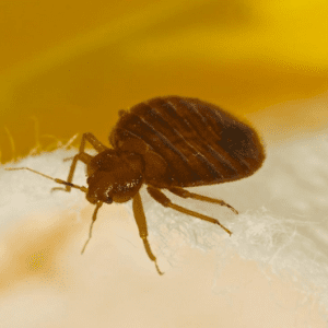 Bed Bug Extermination Saskatoon - ASA Pest Control Saskatoon