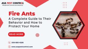 Exterminator Saskatoon | ASA Pest Control Services | FREE Quotes