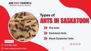 Exterminator Saskatoon | ASA Pest Control Services | FREE Quotes
